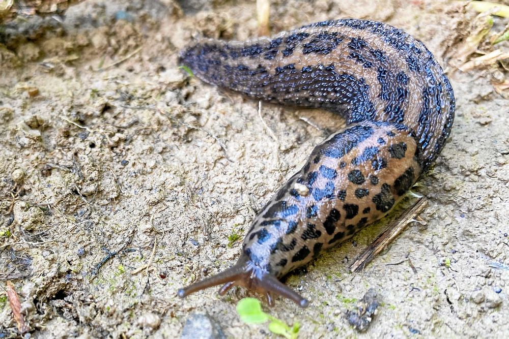 10 sniglar du kan träffa på i Sverige – så känner du igen dem | Land