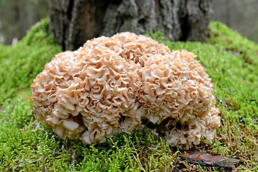 Svampguide: Lär dig känna igen skogens 12 godaste svampar | Land