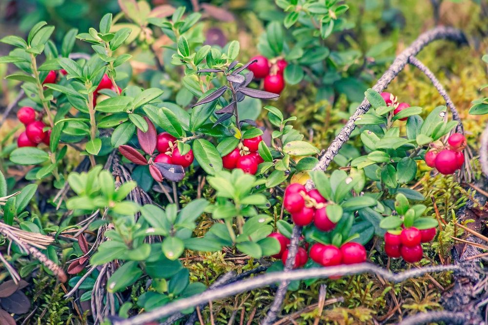 Allt om superbäret lingon | Land