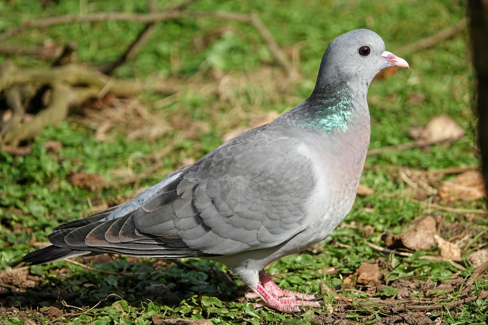 Vintern är perfekt tid att bli fågelskådare | Land