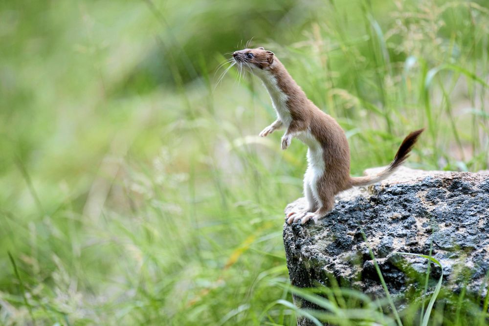 Mårddjur i Sverige – nio arter | Land