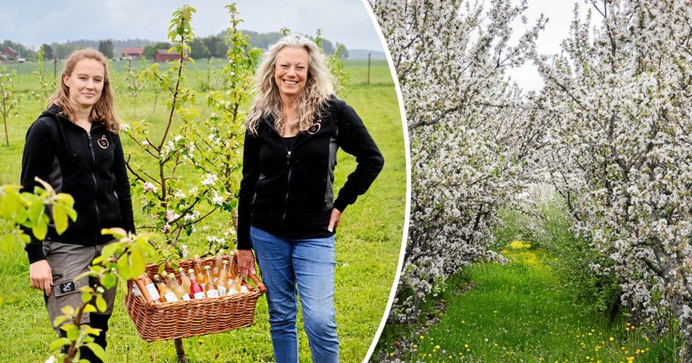 Lena och Johanna i Munktorp: ”Äppelodlingen räddade vår gård” | Land