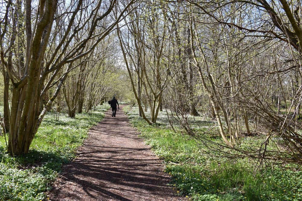 11 bevisade hälsoeffekter av promenader | Land