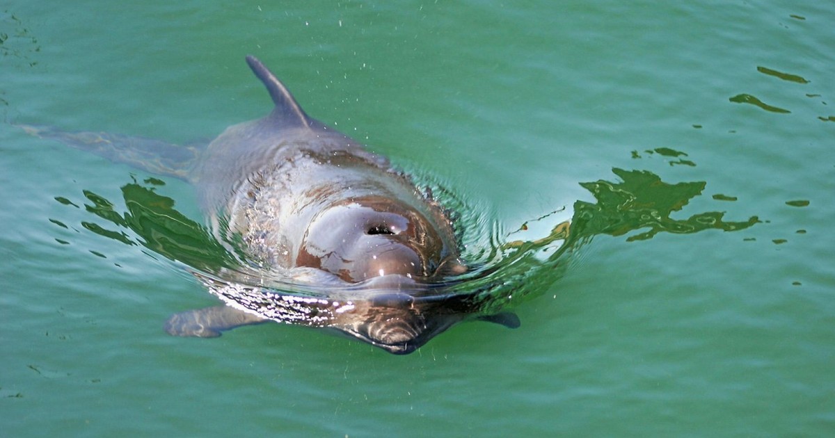 Tumlaren hotas | Land