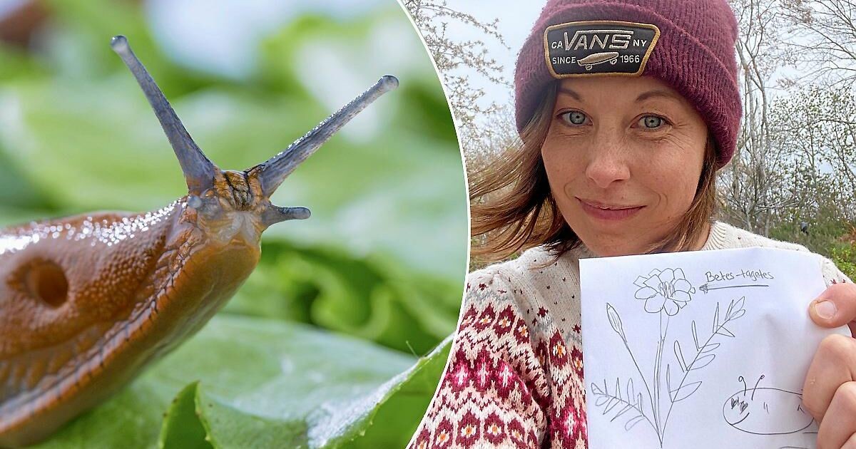 Lilla snigel akta dig! Nu ska vi ut på snigeljakt! | Land