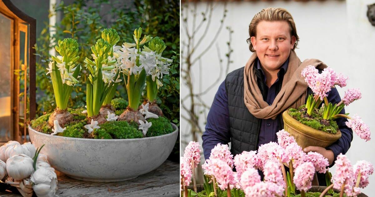 Karl Fredriks bästa tips för hyacinter | Land