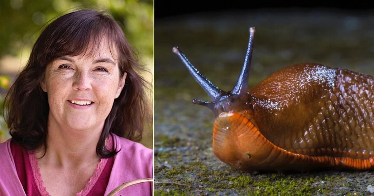 Krönika: Lilla snigel akta dig, akta dig väldigt noga... | Land