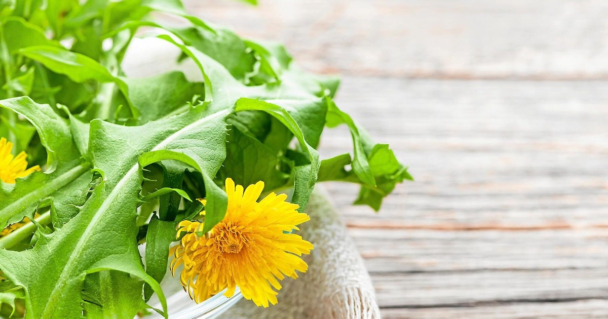 Stärk dig med en maskroskur! | Land