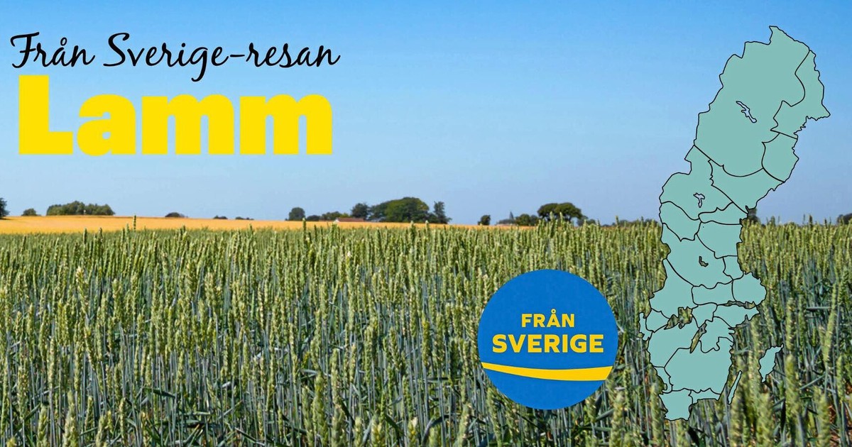 Laga mer lamm på många sätt - gott och nyttigt | Land